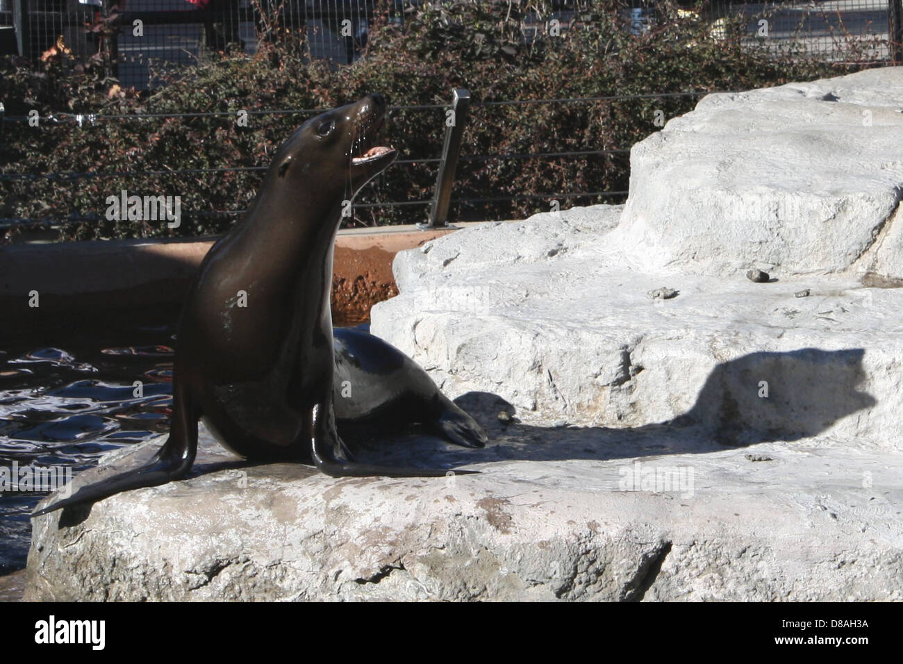 A sea lion resting on a rocky coastline, demonstrating its thick fur ...