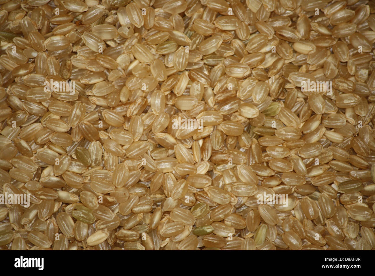 The texture of short-grain brown rice, known for its plump, rounded ...
