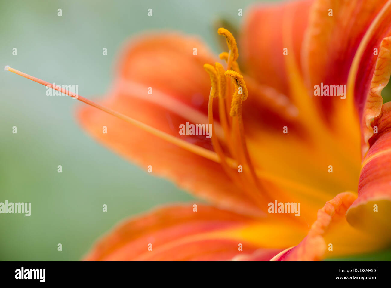Fire lilly hi-res stock photography and images - Alamy