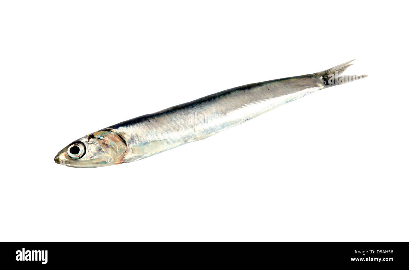 Fresh raw sardine on white background Stock Photo - Alamy