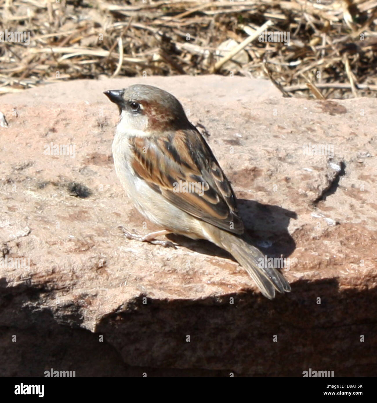 A sparrow perched on a branch, showcasing its small size and simple ...