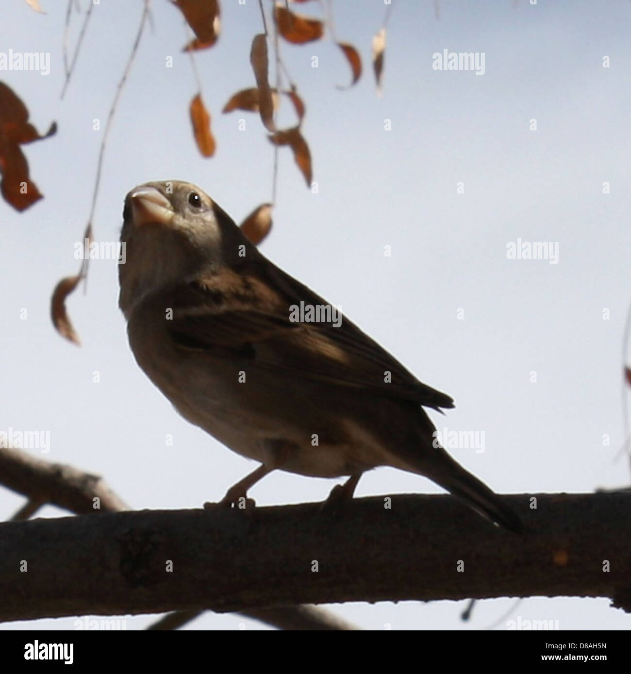 This stock photo features a close-up of a sparrow perched on a branch ...