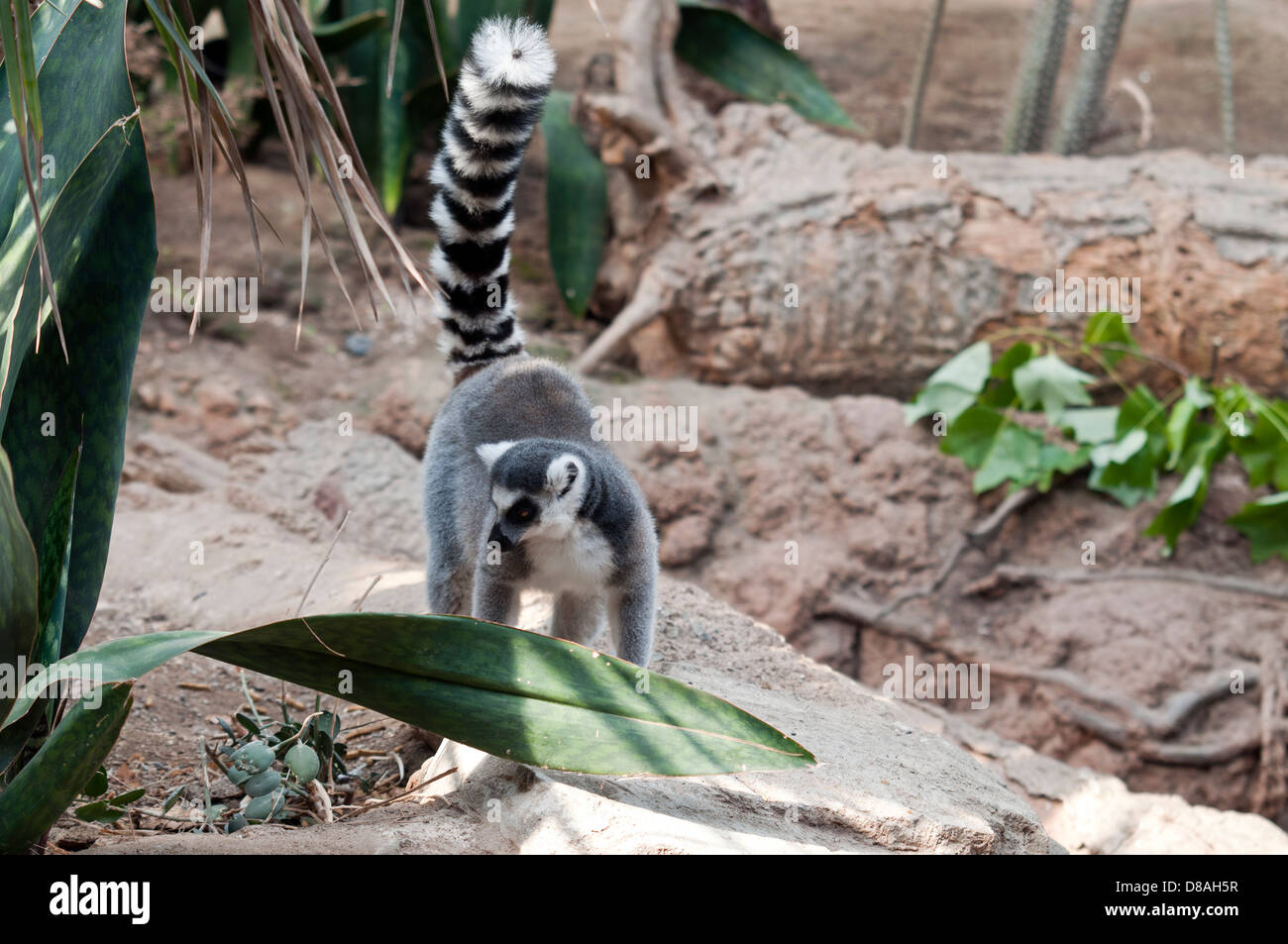 King julien hi-res stock photography and images - Alamy