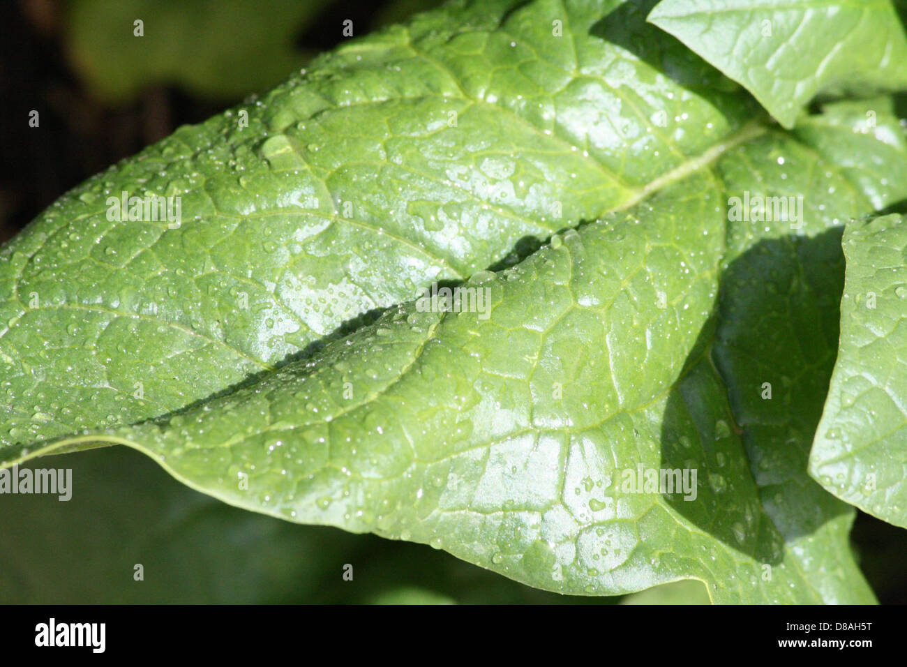 A close-up of a spinach leaf showing its smooth texture, veins, and ...