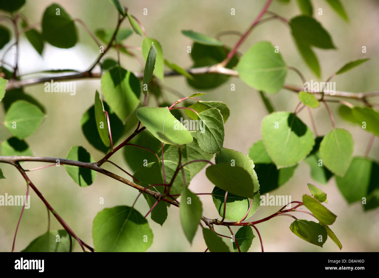spring aspen leaves Stock Photo - Alamy