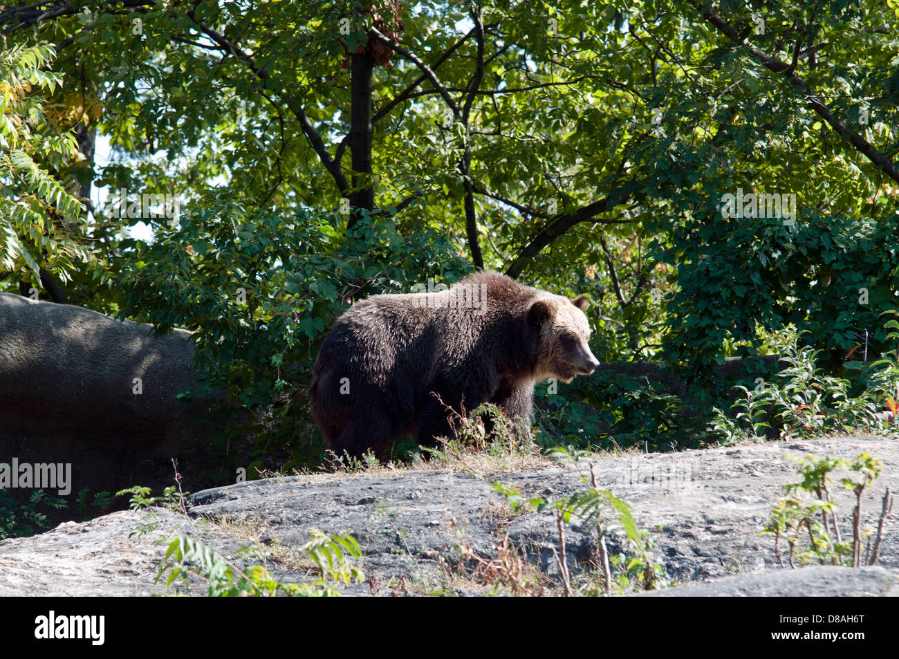 Grizzle hi-res stock photography and images - Alamy