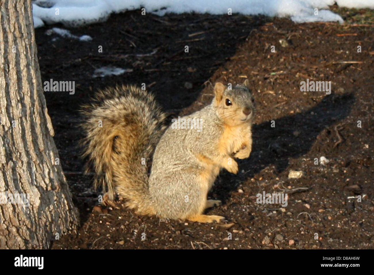 A squirrel is seen near the base of a tree, standing on the forest ...