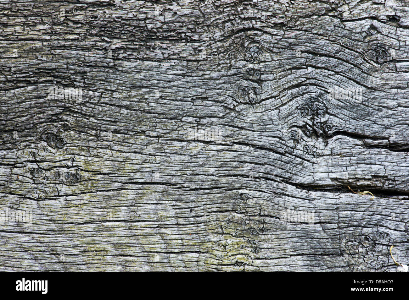 Wood grain pattern hi-res stock photography and images - Alamy