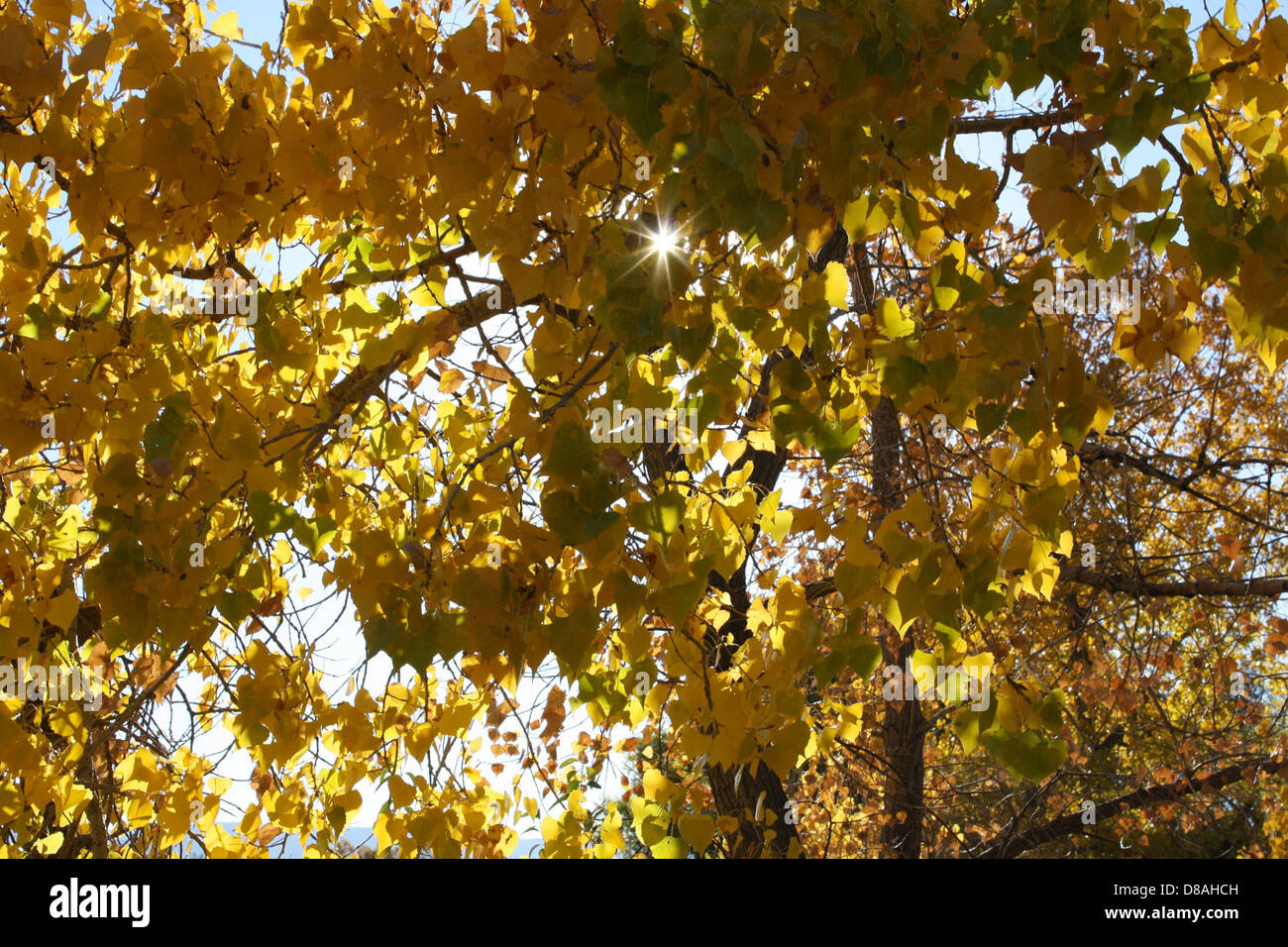 Sun peeking through leaves hi-res stock photography and images - Alamy