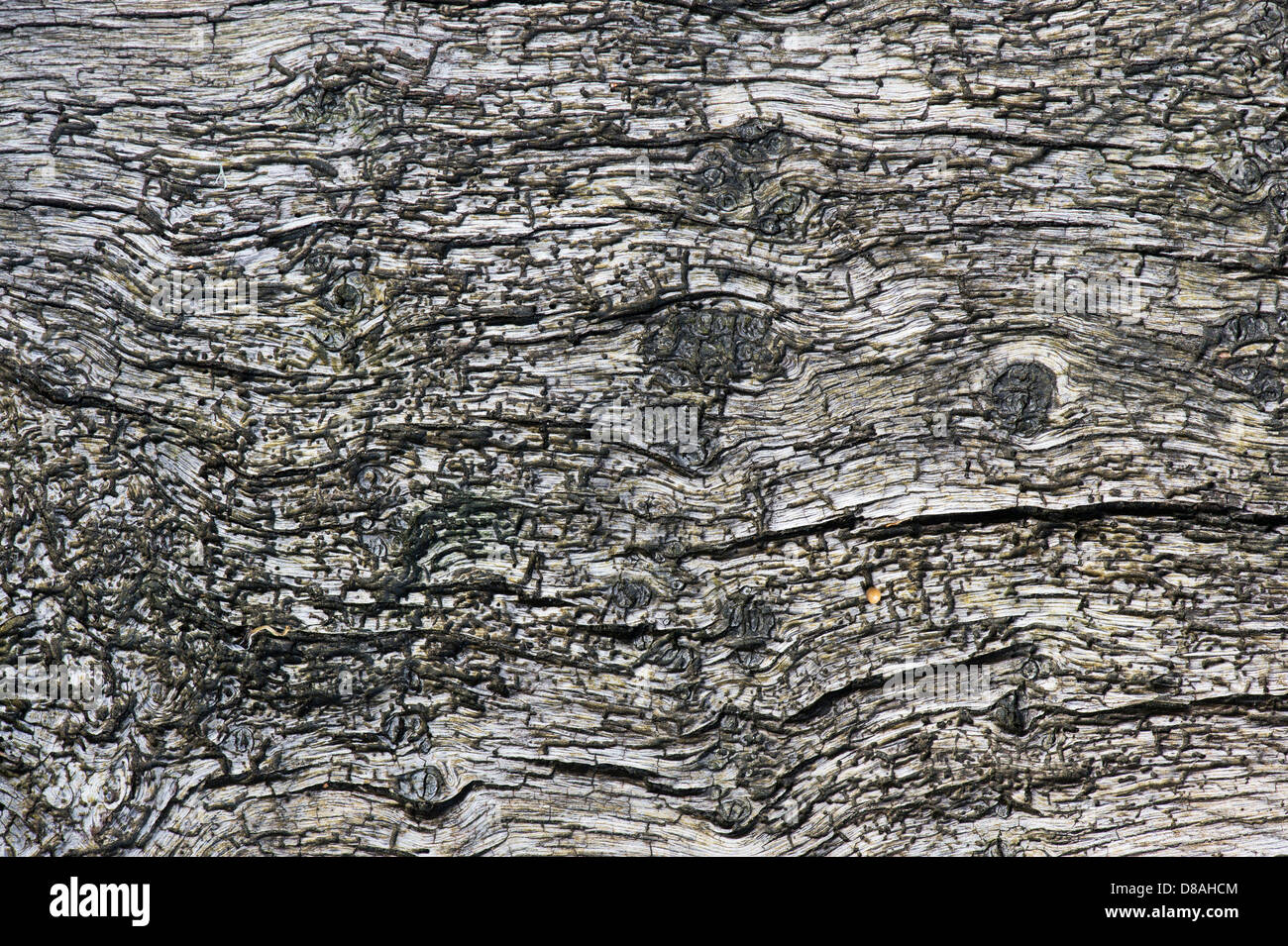 Wood grain pattern hi-res stock photography and images - Alamy