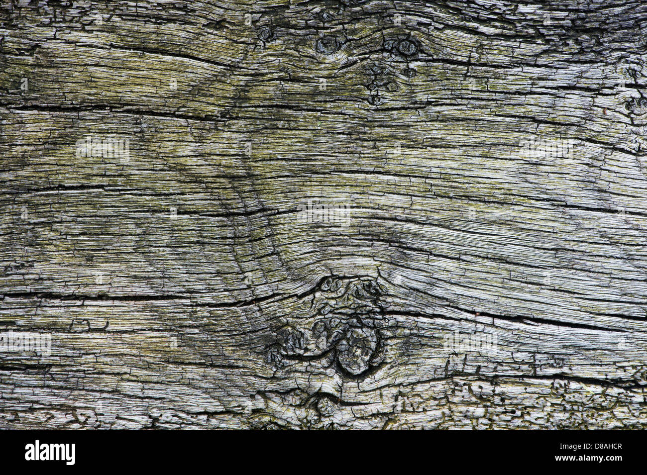 Weathered tree trunk wood grain pattern Stock Photo - Alamy