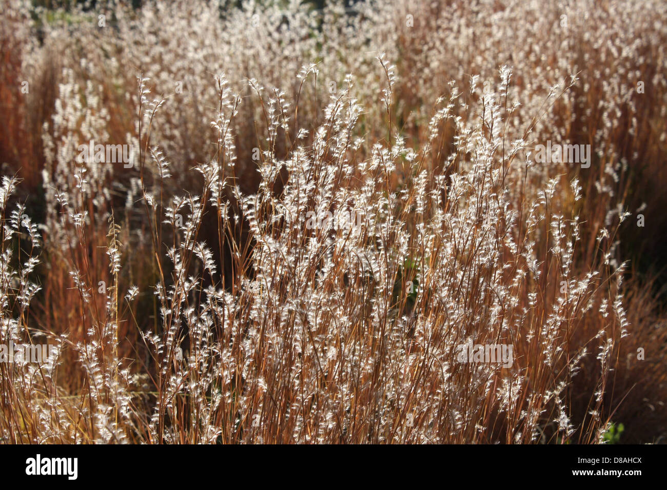 A close-up of fall meadow grass illuminated by sunlight. The golden ...