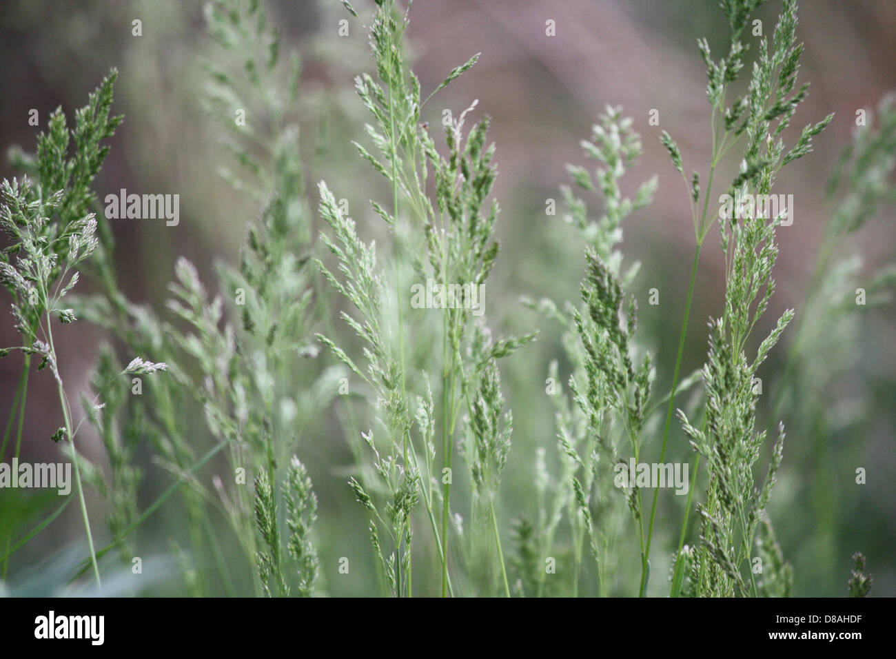 Tall grass in its spring phase, now gone to seed. The grasses are ...