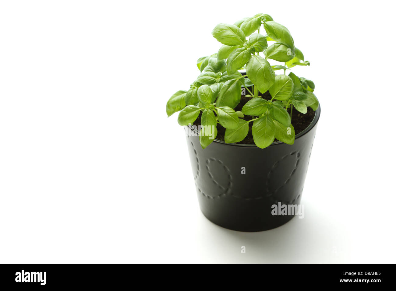 Herb seedling hi-res stock photography and images - Alamy