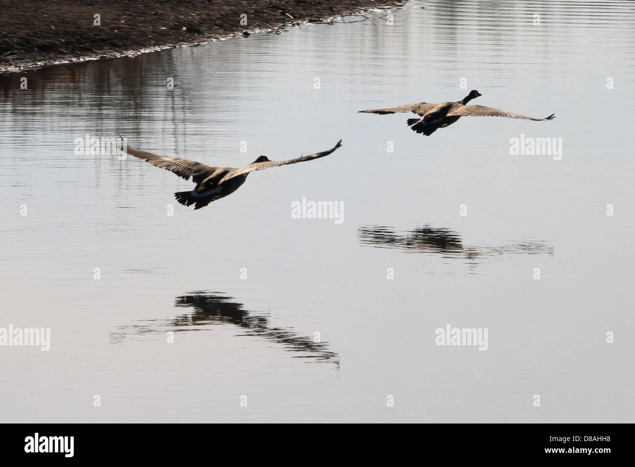 Two geese flying low over a calm body of water. Their wings are spread ...