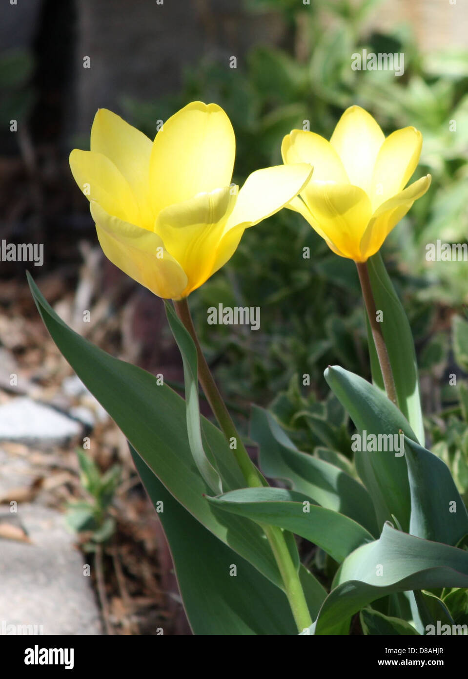 Two bright yellow tulips stand tall in a garden, their petals unfolding ...