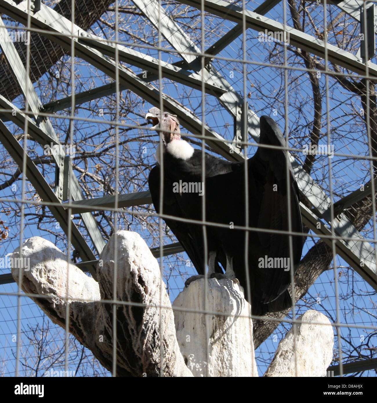 A vulture is confined within a cage, perched on a branch. The image ...