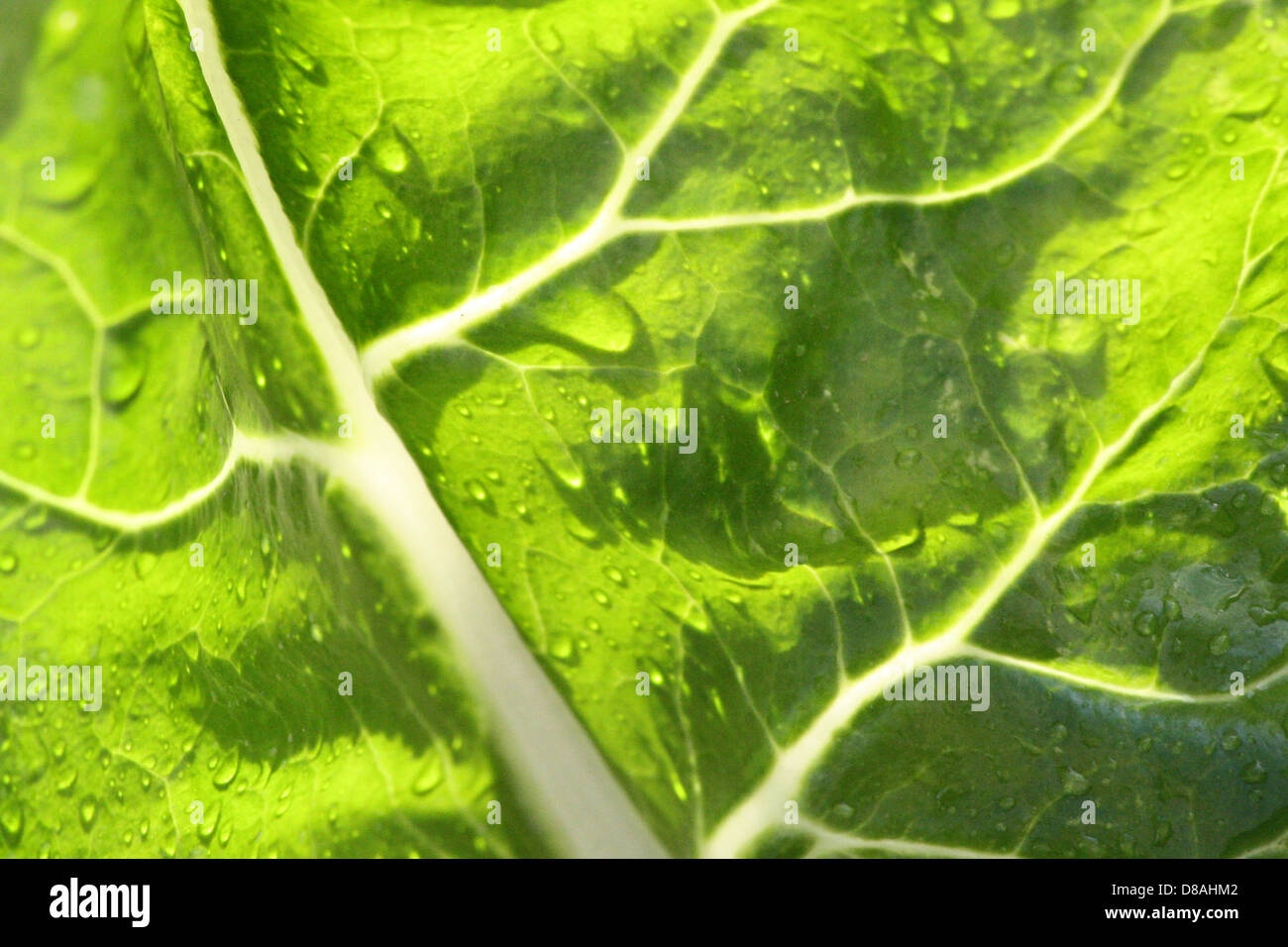 wet leaf close up texture Stock Photo - Alamy