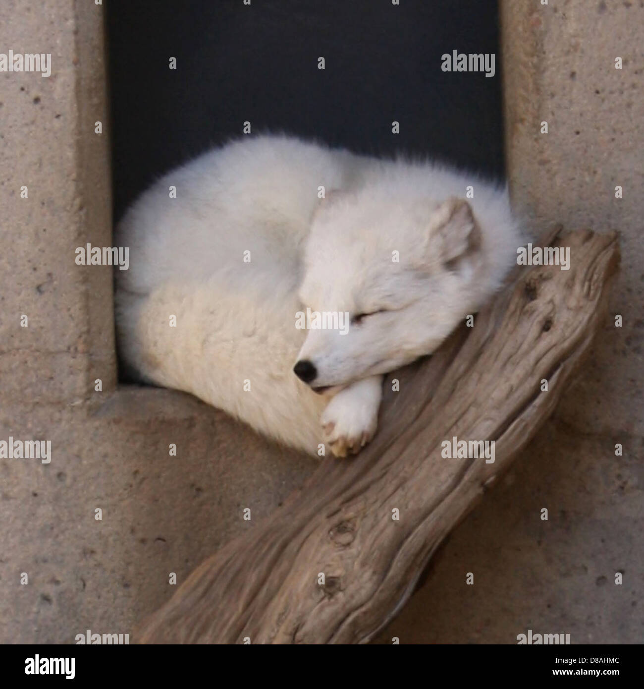 A white Arctic fox curled up and peacefully sleeping in its natural ...