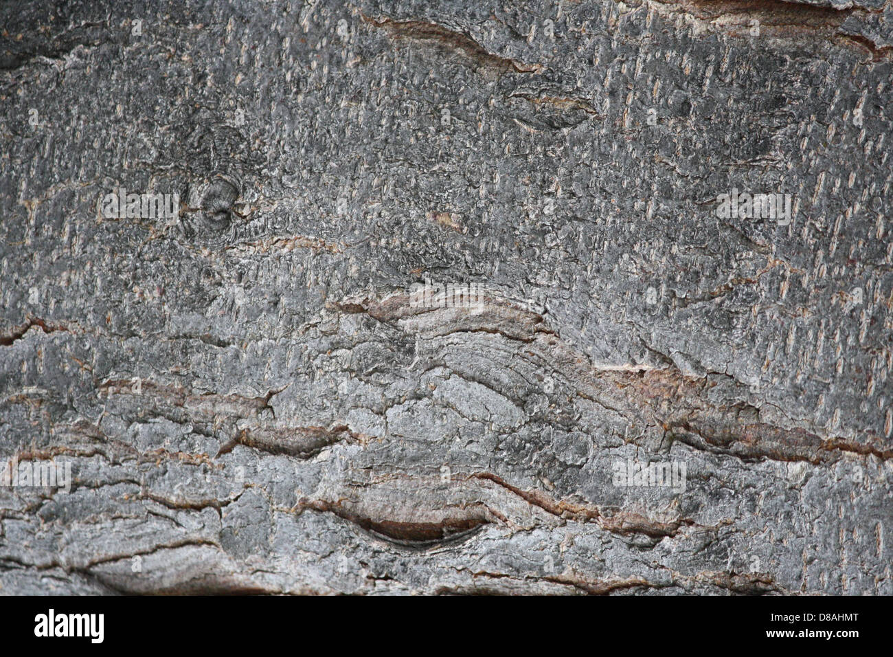 tree bark close up texture Stock Photo - Alamy