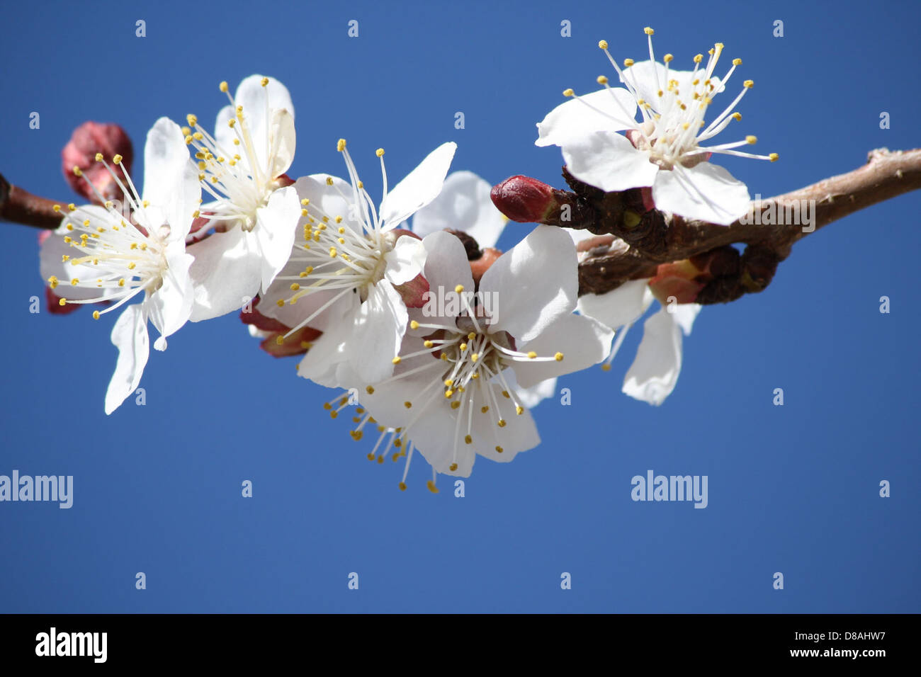 White blossoms of fruit trees bloom in spring, creating a delicate and ...