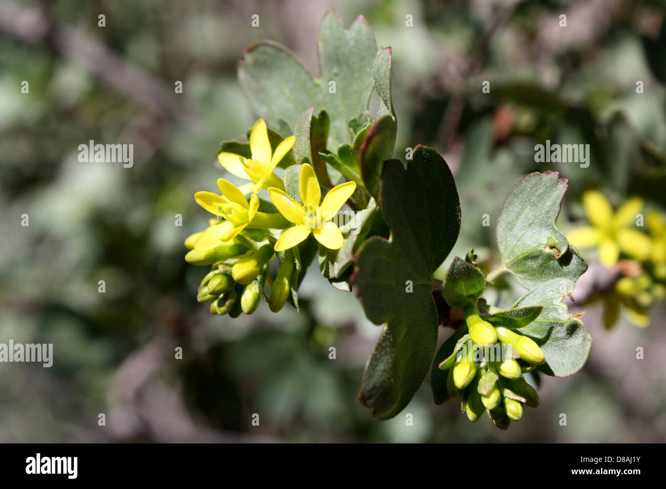 A bush with clusters of yellow flowers from the clove currant plant ...