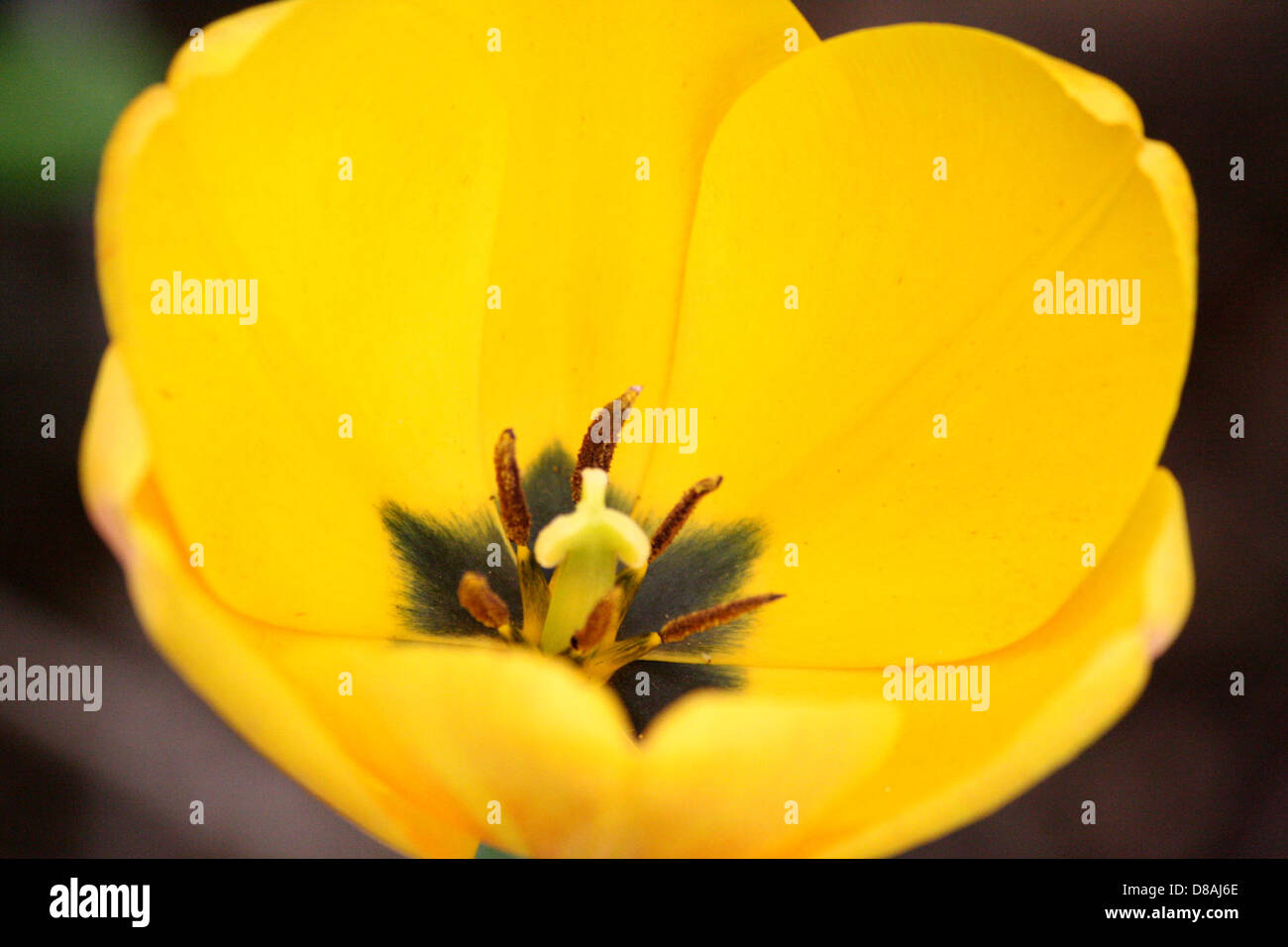Photo of a tulip hi-res stock photography and images - Alamy