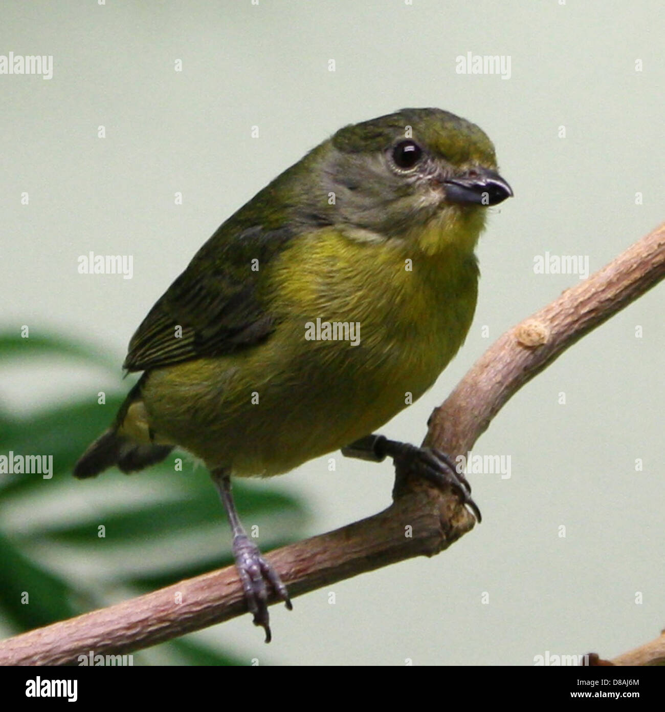 A yellow violaceous euphonia bird perched on a branch, showcasing its ...