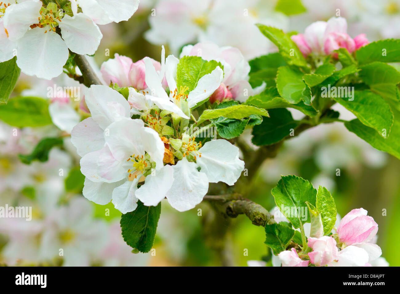 Prunus genus - Pink Cherry Blossom flower on a warm spring day Stock ...