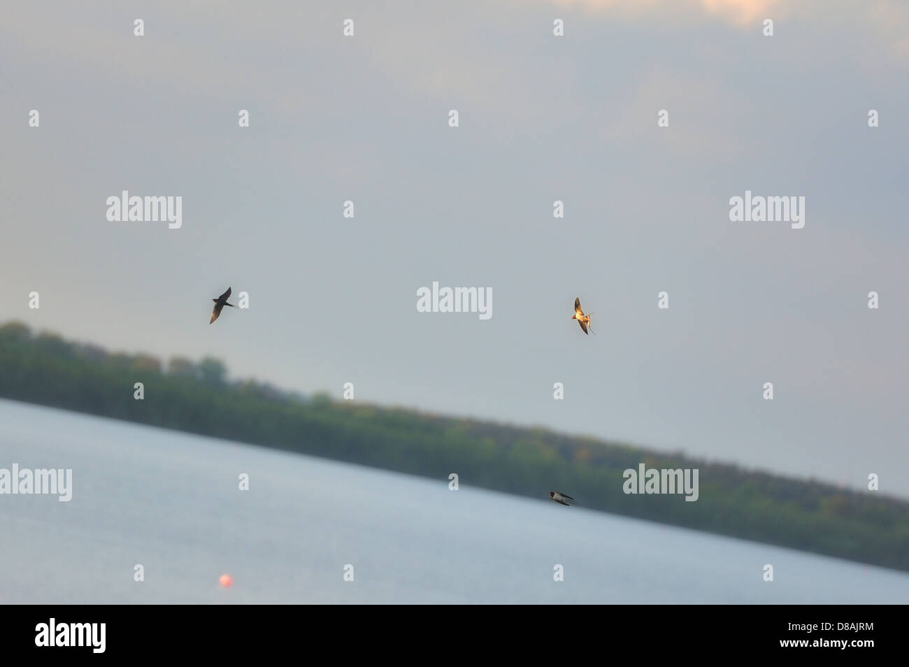 Barn swallow in fly Stock Photo - Alamy