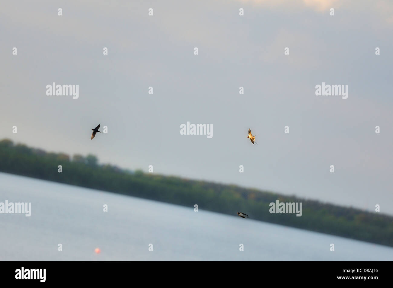 Barn swallow in fly Stock Photo - Alamy