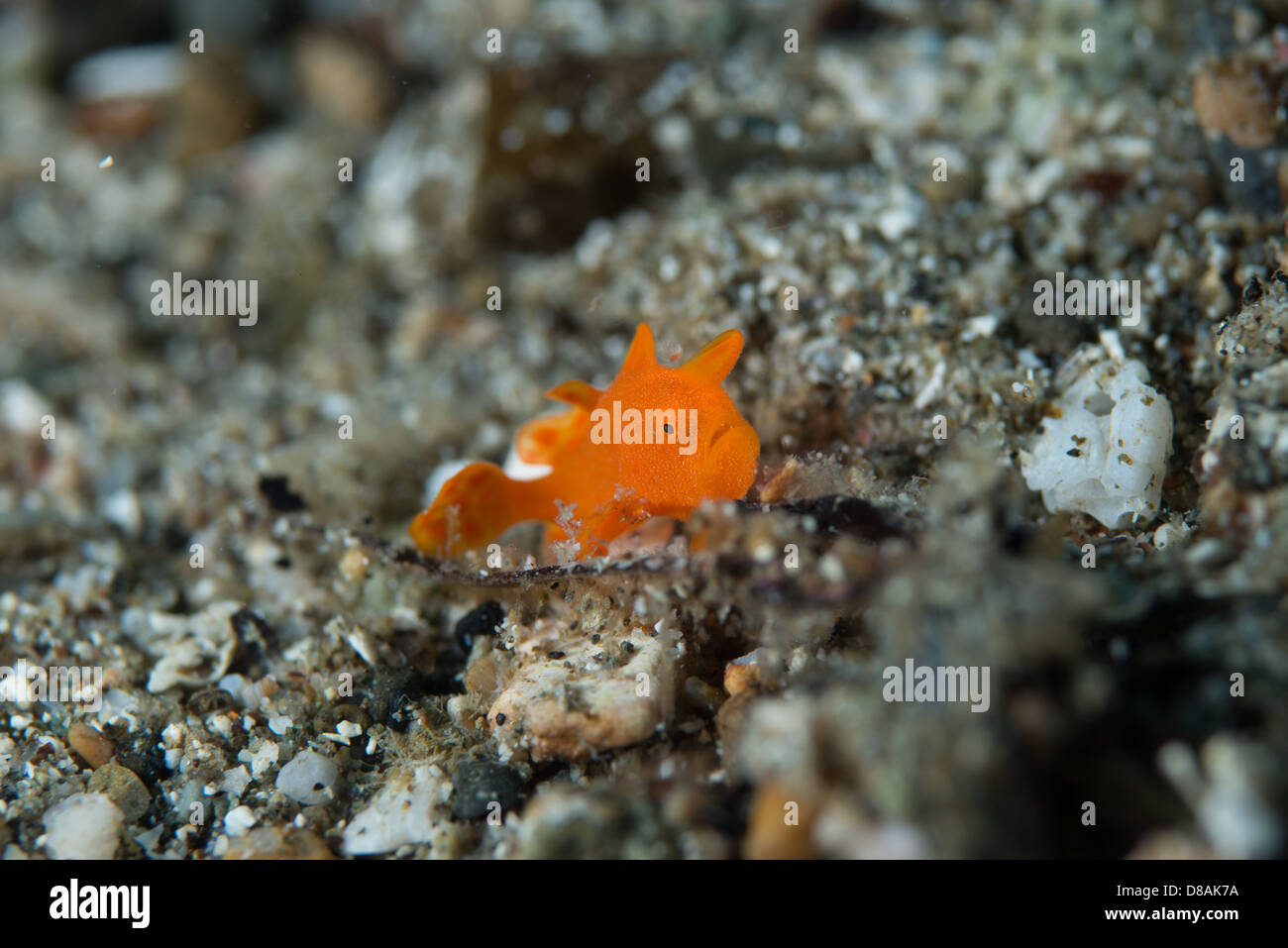 The smallest tiny orange painted frogfish (antennarius pictus) just a ...