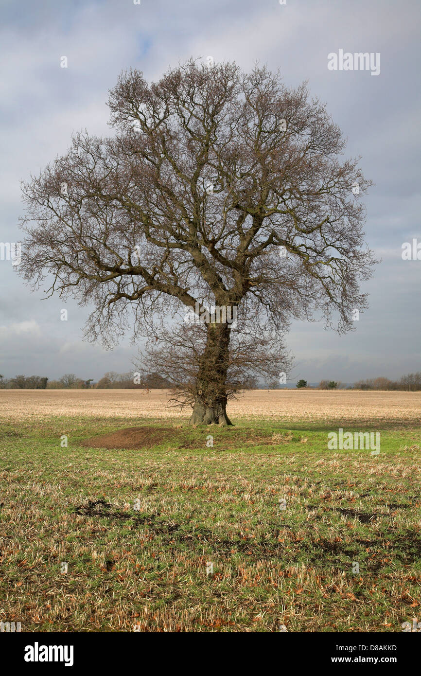 Leafless lime tree in winter standing in field, Suffolk, England Stock ...