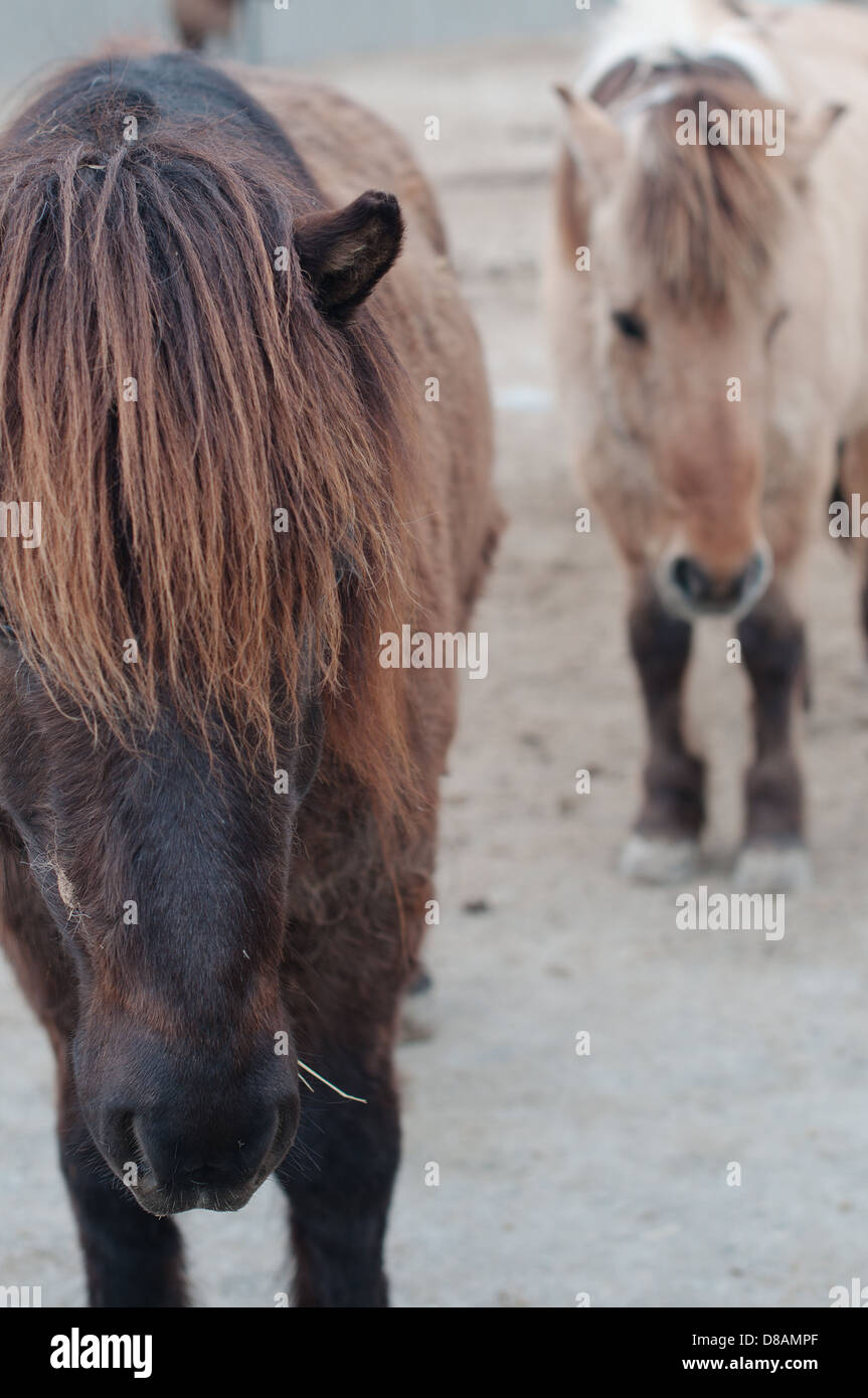 Vertical picture of two horses looking down Stock Photo - Alamy