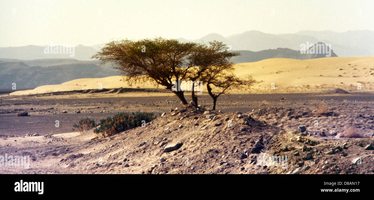 Yemen sada hi-res stock photography and images - Alamy