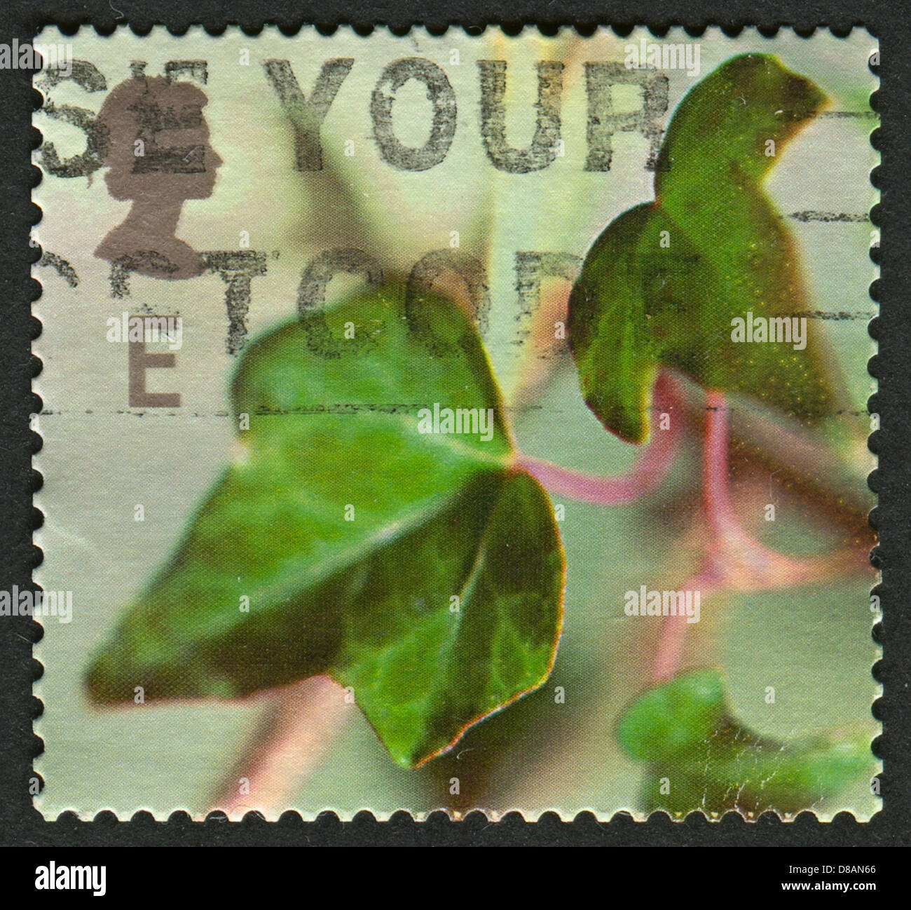 UK - CIRCA 2002: A stamp printed in UK shows image of the Ivy, circa ...