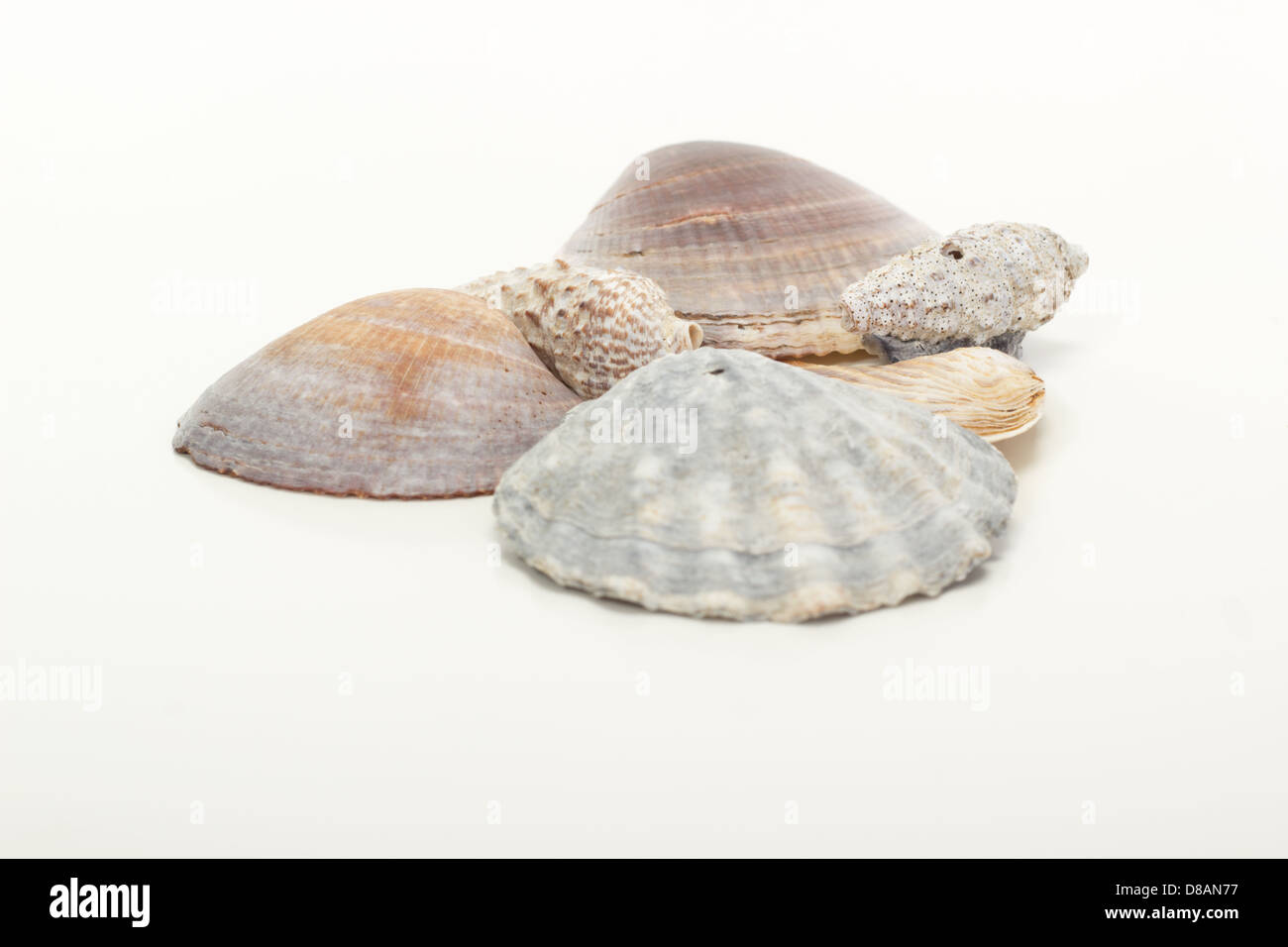 Beautiful seashells at the beach Stock Photo - Alamy