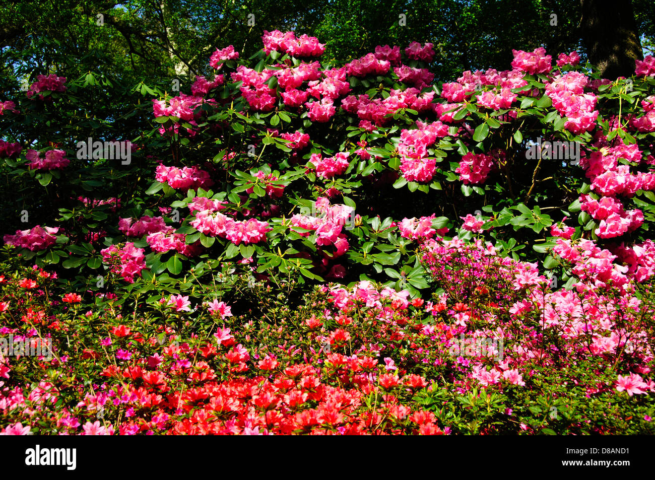 Isabella Plantation,Magnificent Display,15 Known Varieties of ...