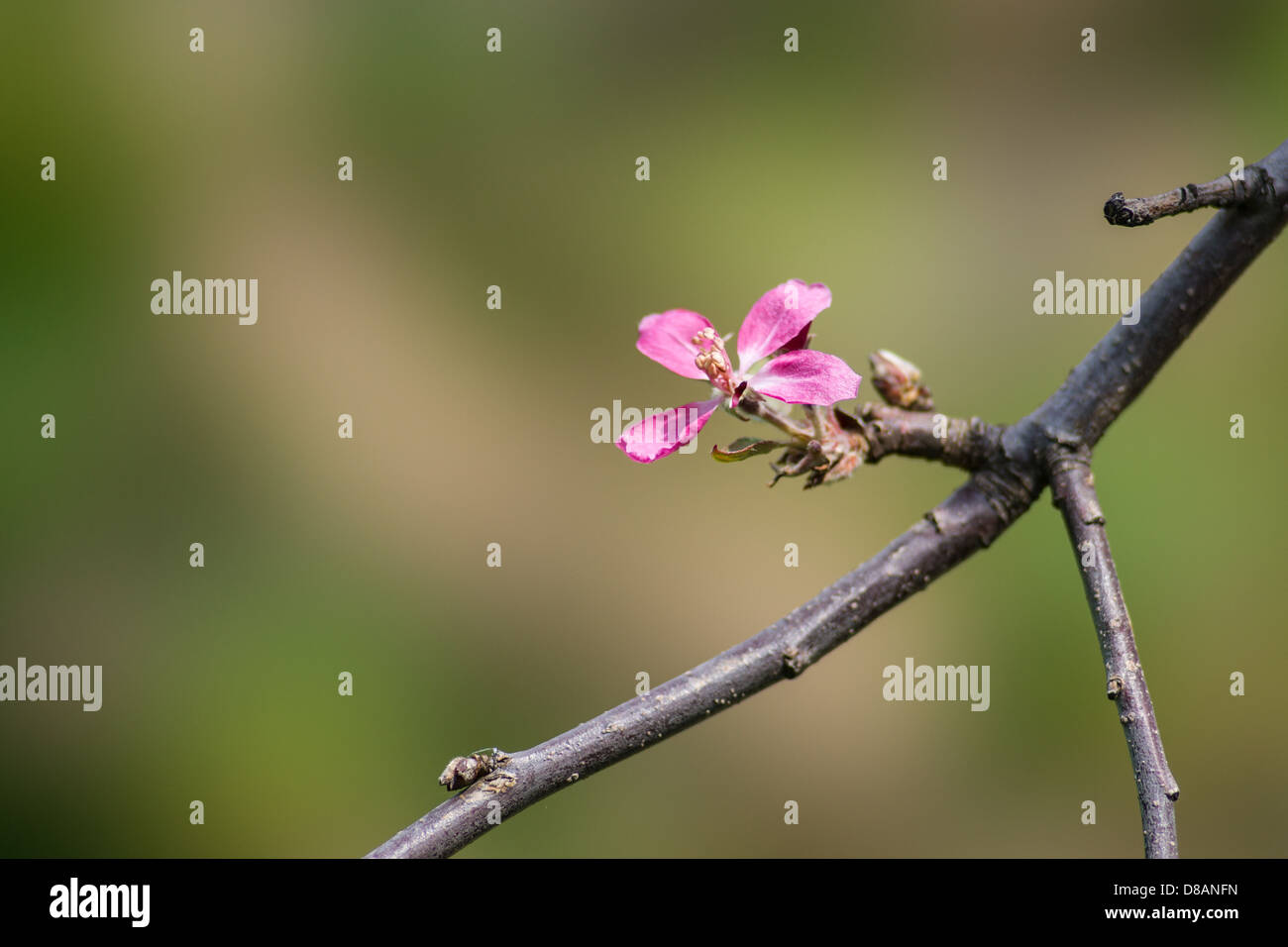 Single apple flower on a branch against smooth background. I will grow ...