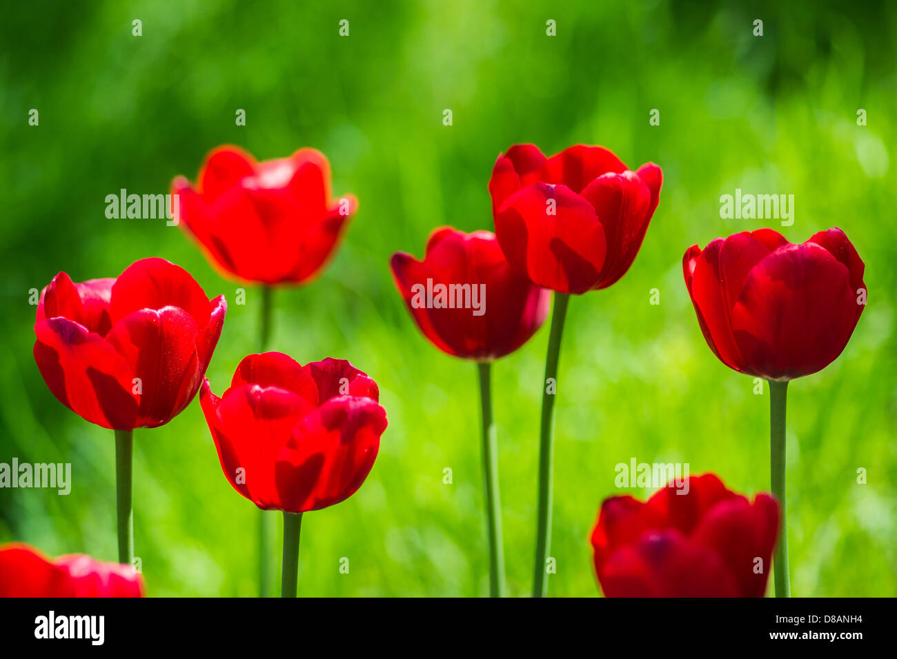 Sun drenched red tulips against green background Stock Photo - Alamy