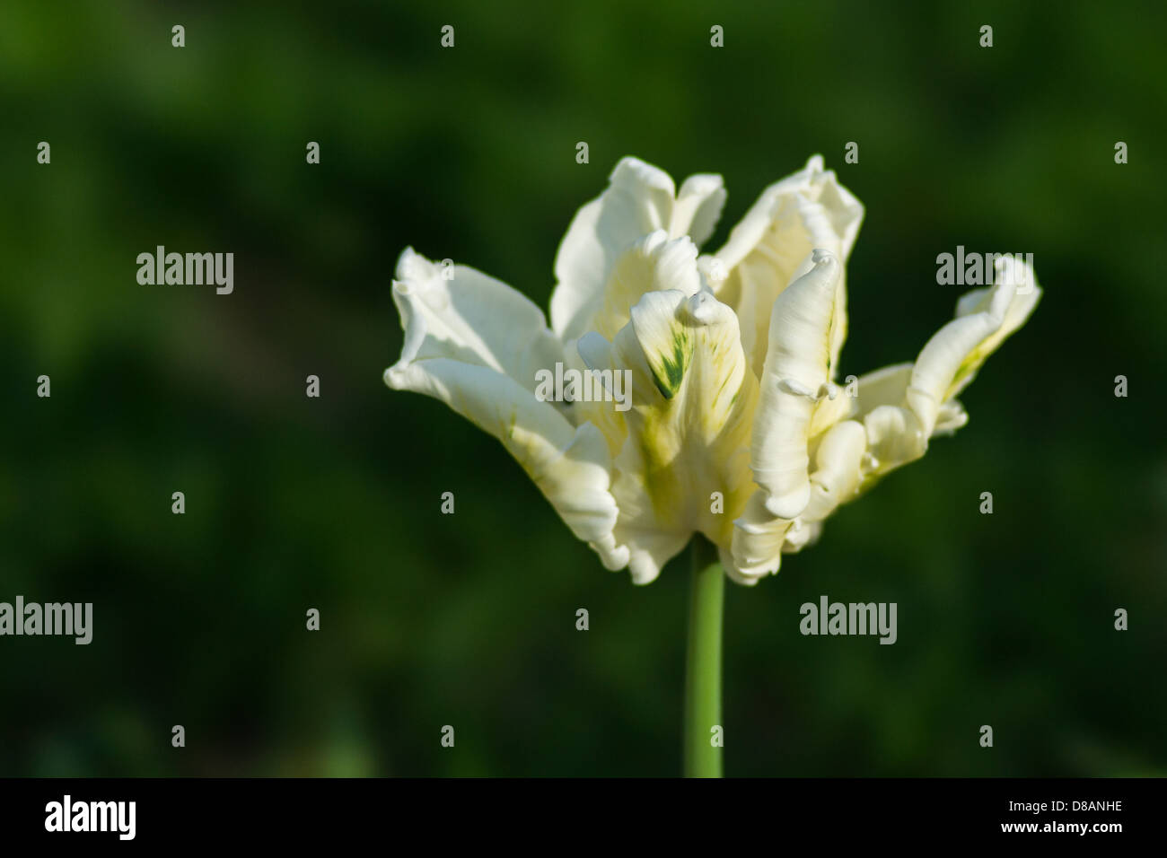 Single white tulip against dark green blurry background Stock Photo - Alamy