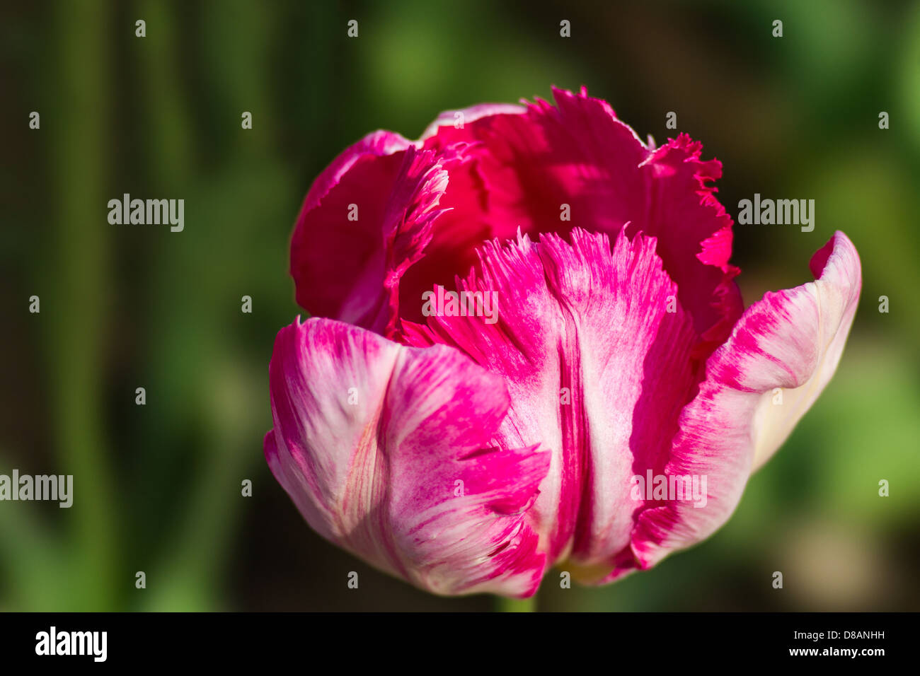 Closeup view of a red fringed tulip against green blurry background ...