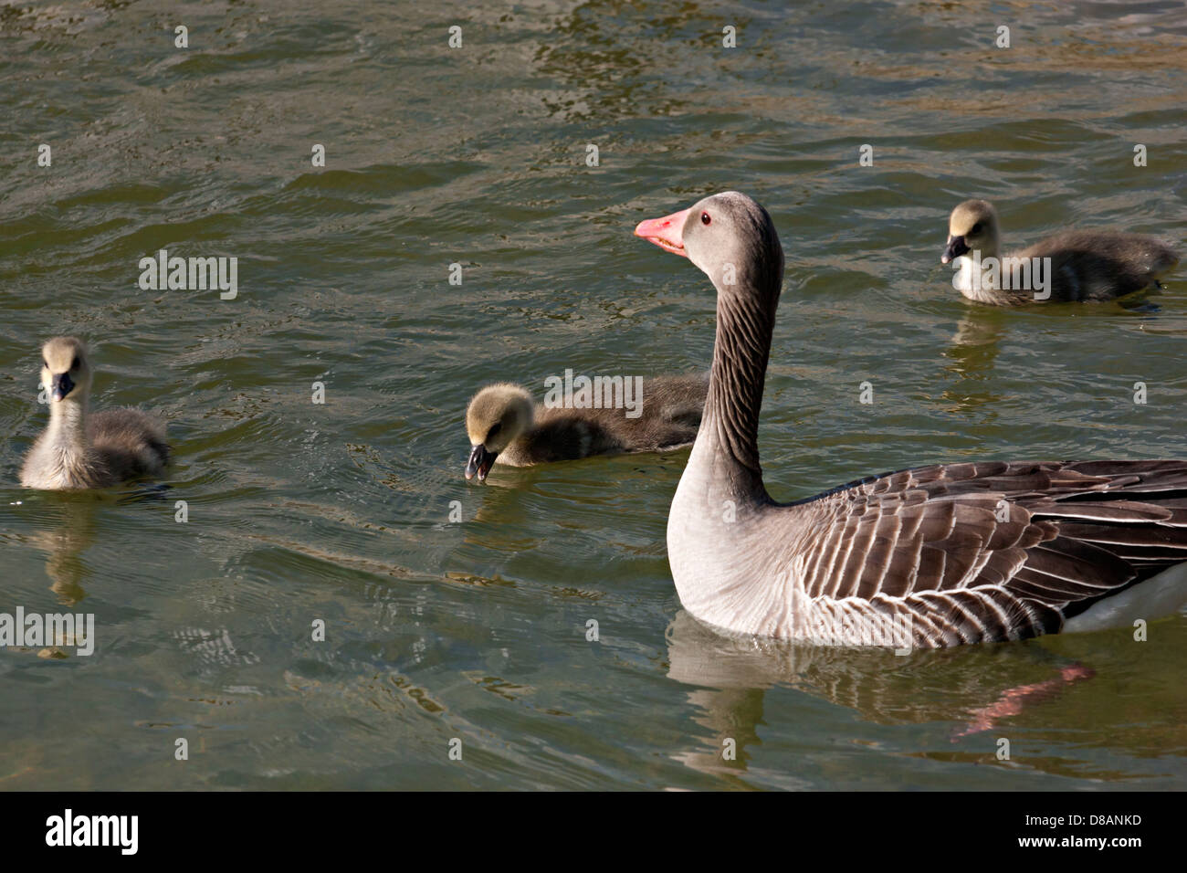 Wild Grey Geese with young Chicks ( Anser anser Stock Photo - Alamy