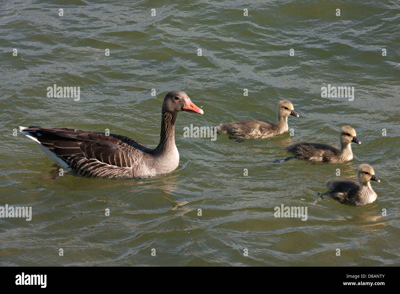 Wild Grey Geese with young Chicks ( Anser anser), Chiemsee, Upper ...