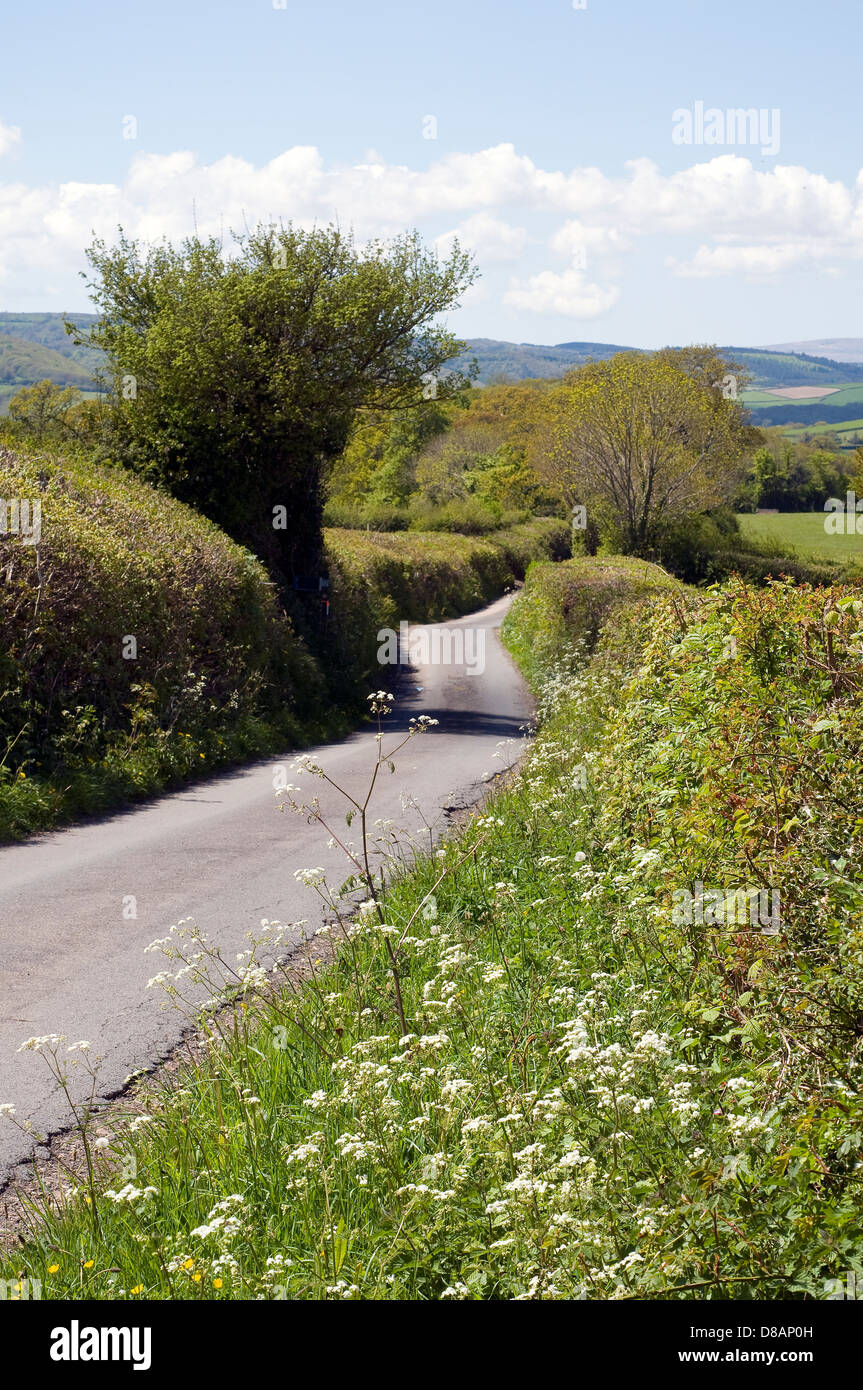 Devon hedgerows and lane hi-res stock photography and images - Alamy