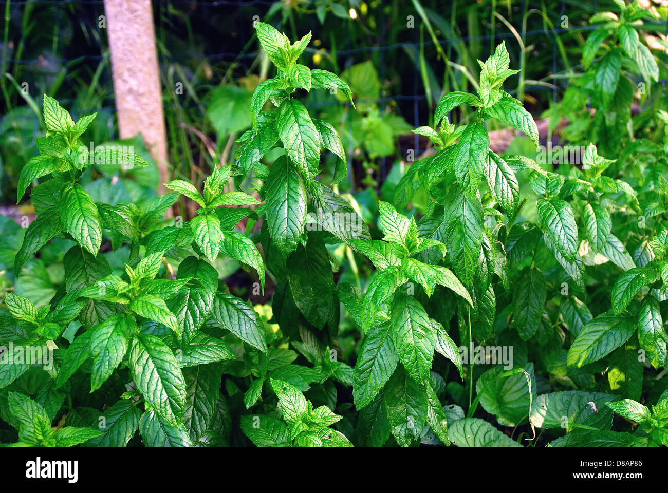 The mint (genus Mentha) is a herbaceous perennial plant, strongly ...