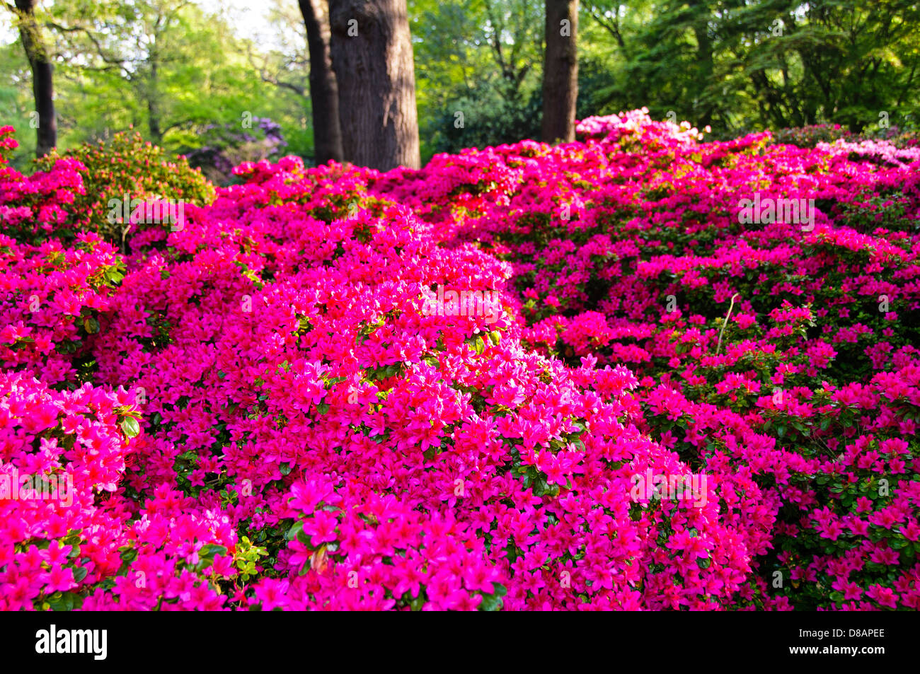 Isabella Plantation,Magnificent Display,15 Known Varieties of rhododendrons and azaleas,Richmond ...