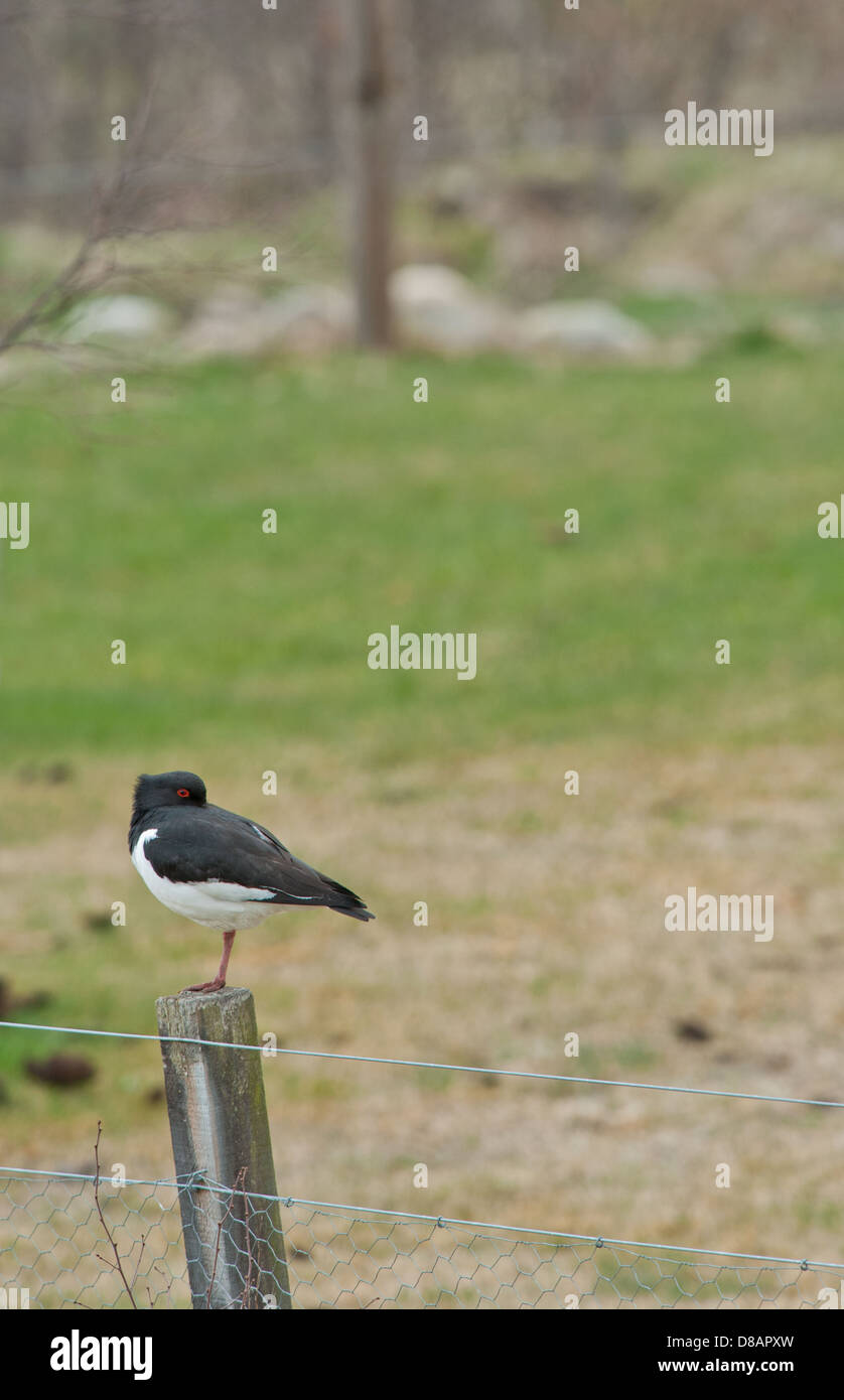 Oystercatcher roosting on garden fence Stock Photo - Alamy