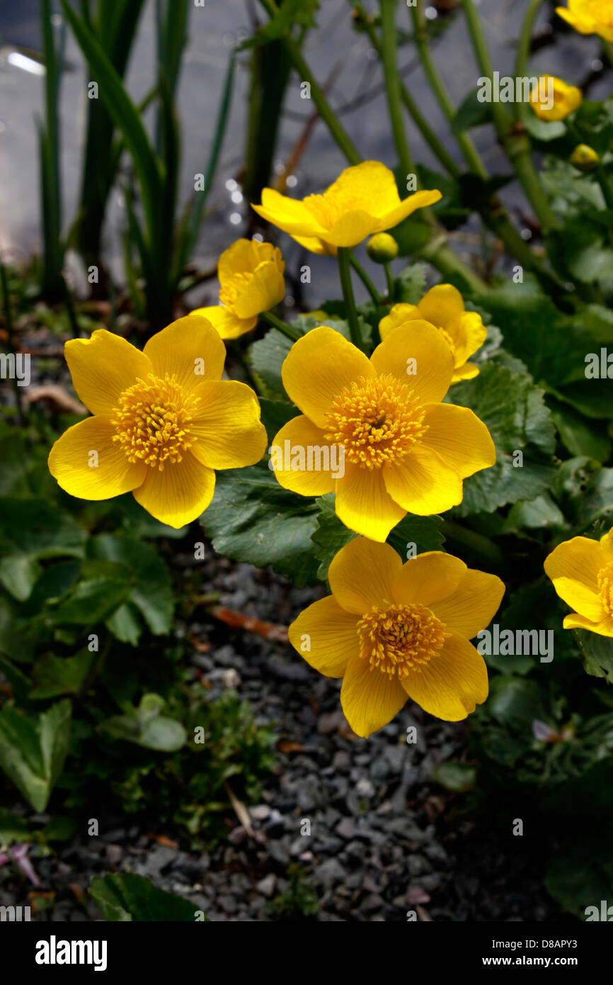 CALTHA PALUSTRIS MARSH MARIGOLD. KINGCUP. MARGINAL PLANT Stock Photo ...