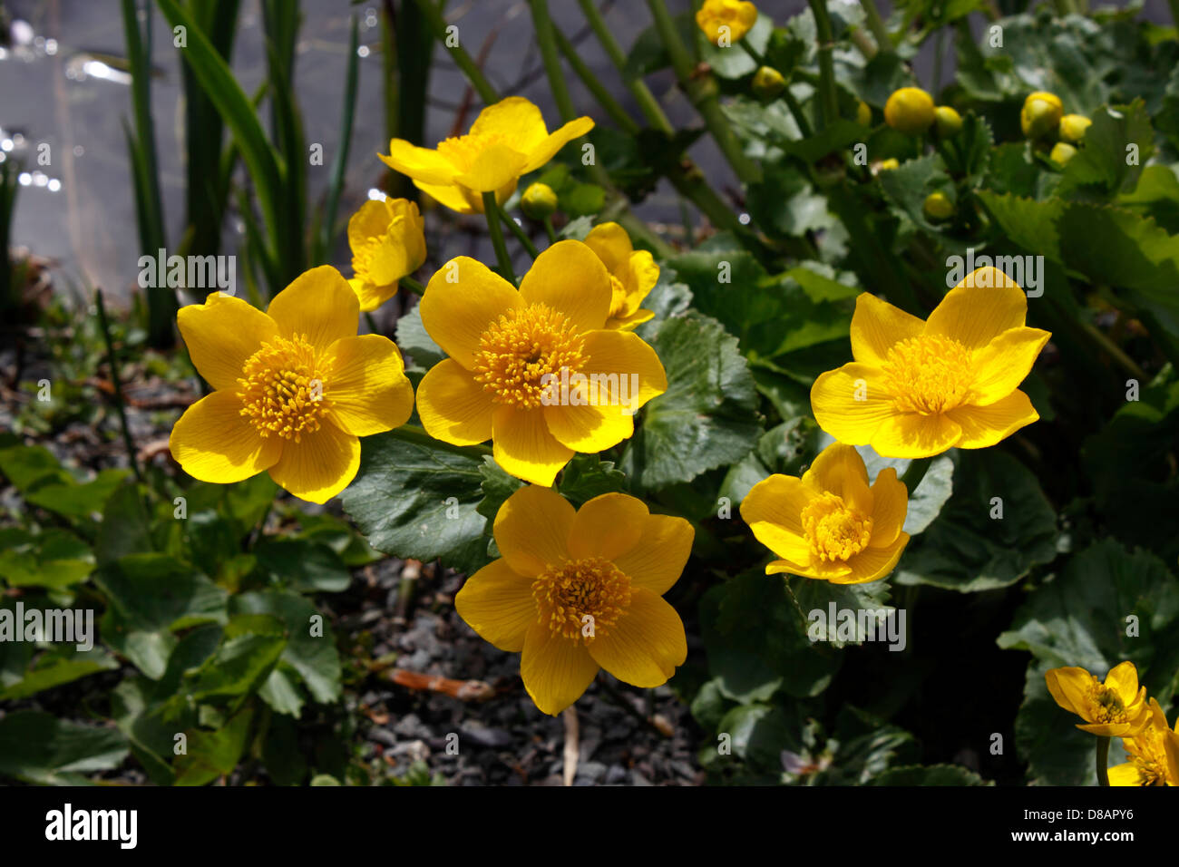 CALTHA PALUSTRIS MARSH MARIGOLD. KINGCUP. MARGINAL PLANT Stock Photo ...
